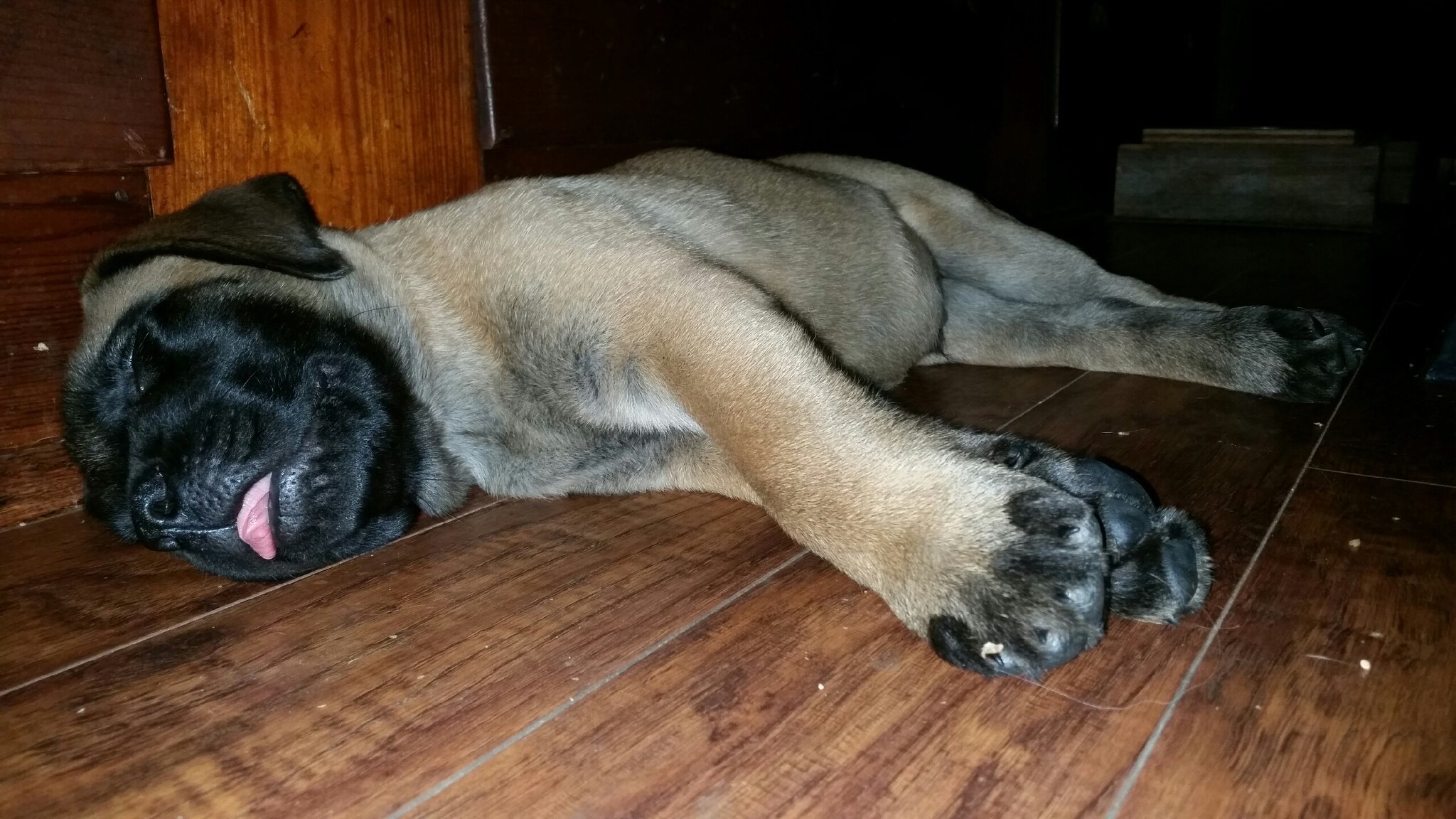 Time for a brief pause… – Angus Every Day