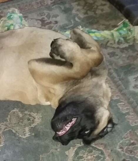 Scary face – Angus Every Day