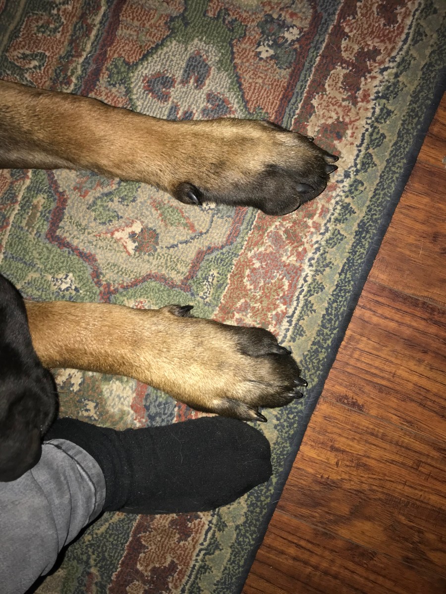 Little feet – Angus Every Day